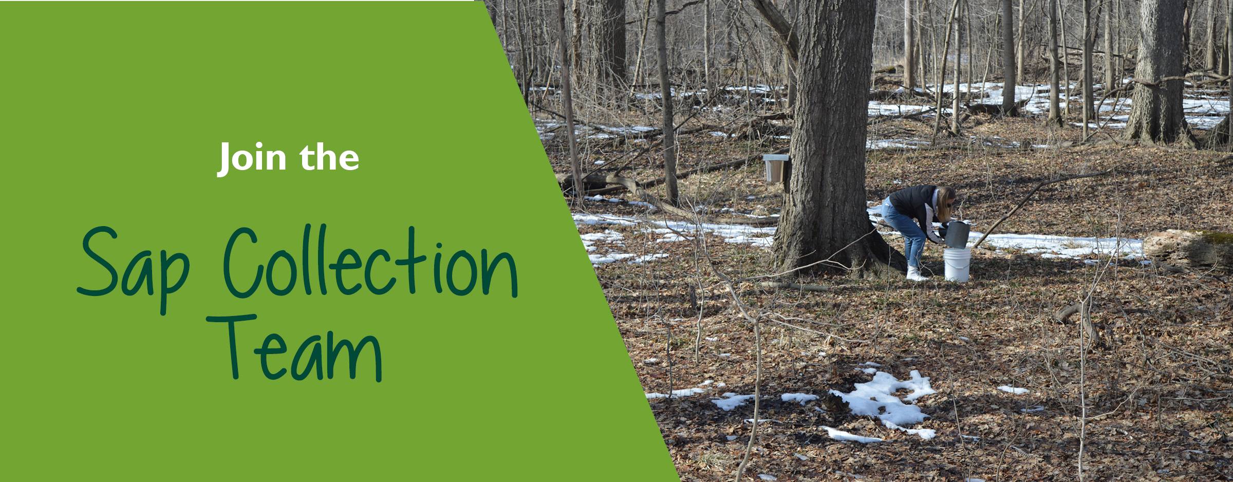 Join the Sap Collection Team